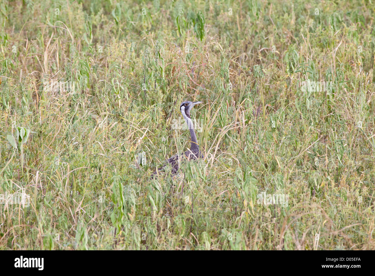 A Hartlaub's Bustard in the tall grass of the Savanna. Serengeti ...