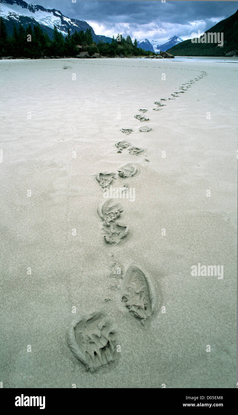 Grizzly bear tracks in silt along the Alsek River in Southeast Alaska ...