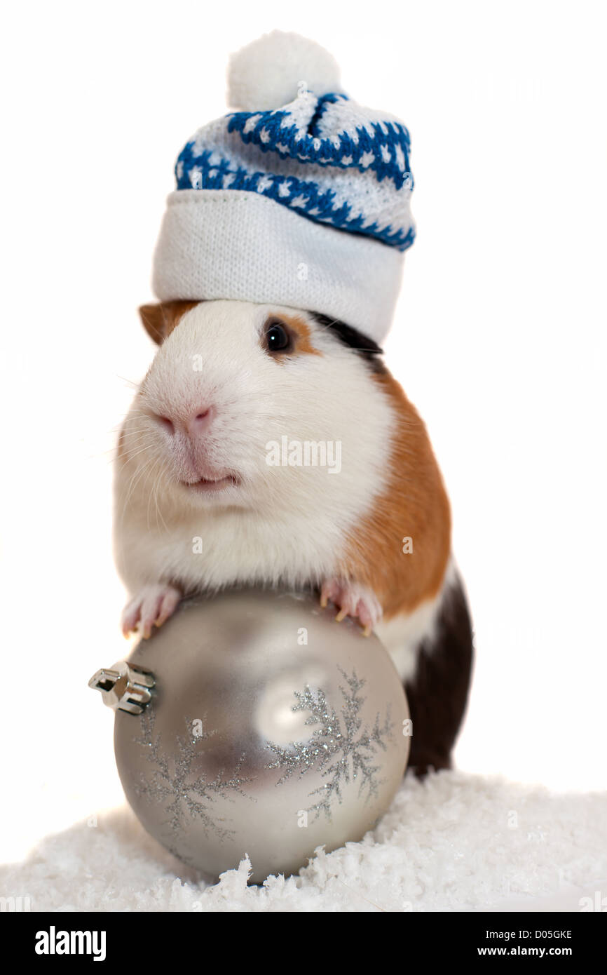 guinea pig in winter hat Stock Photo - Alamy