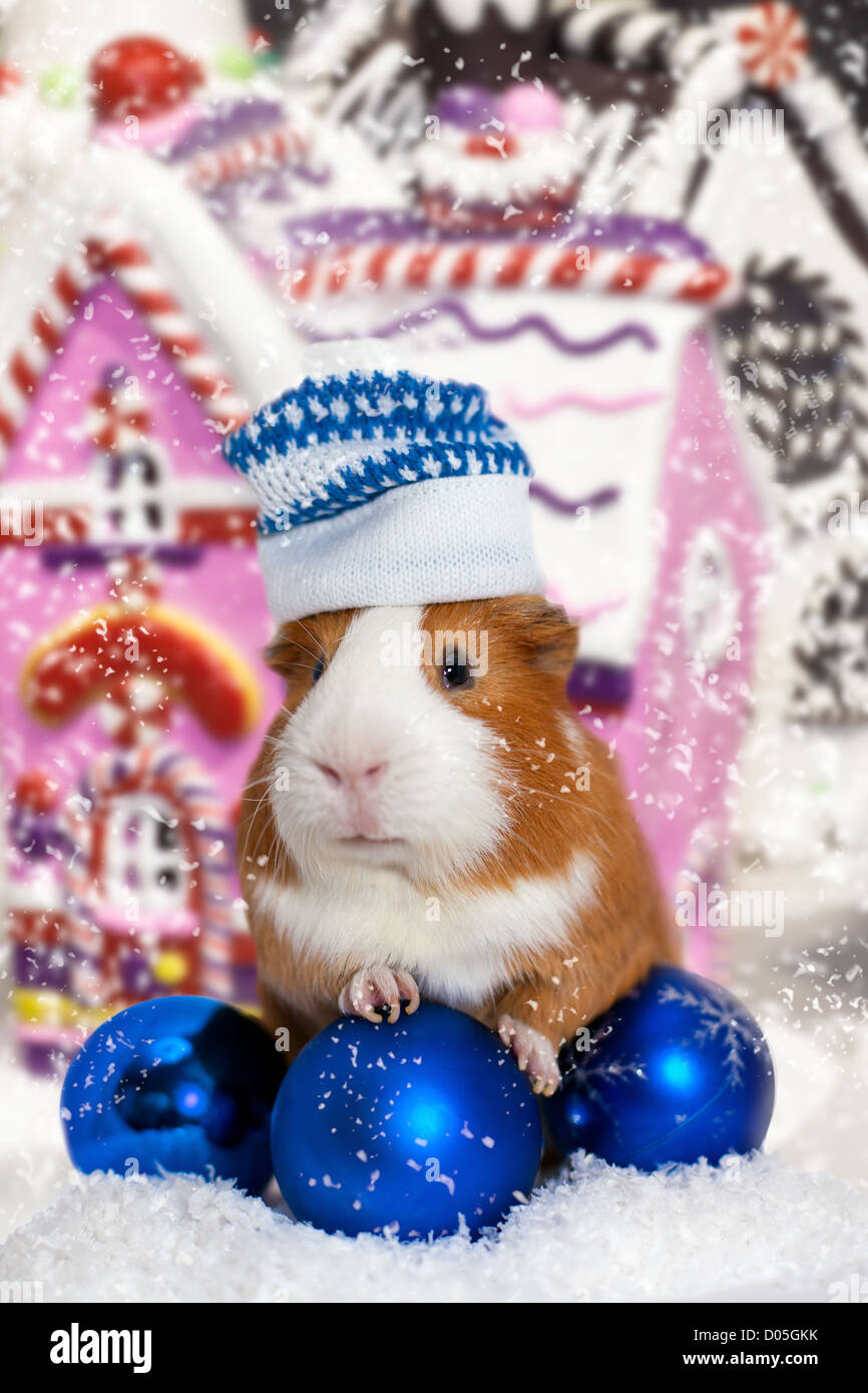 Ginger guinea pig hi-res stock photography and images - Alamy