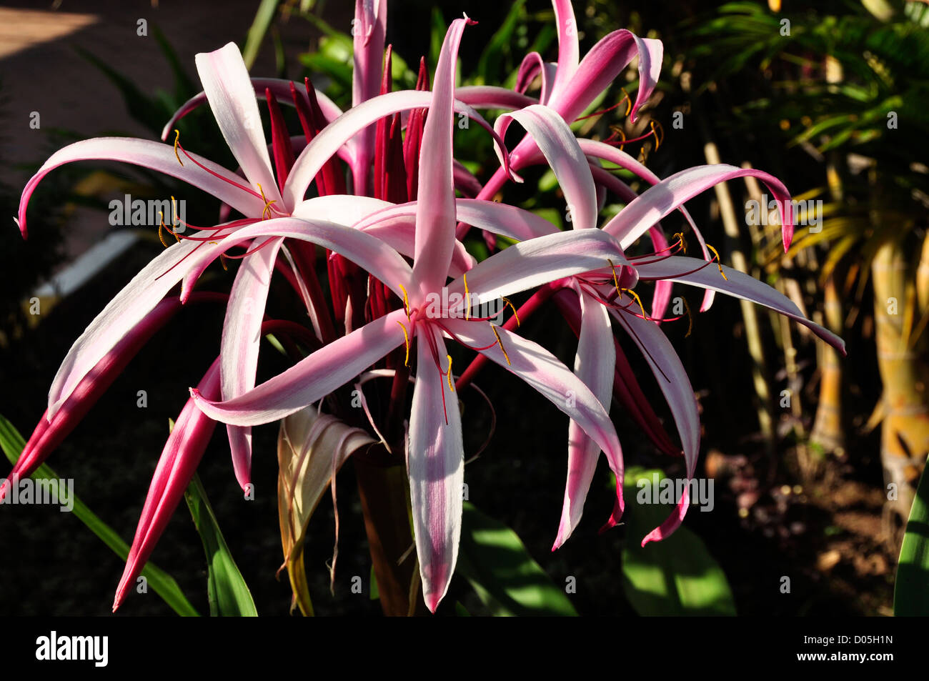 Crinum Lily (C.augustum Stock Photo - Alamy