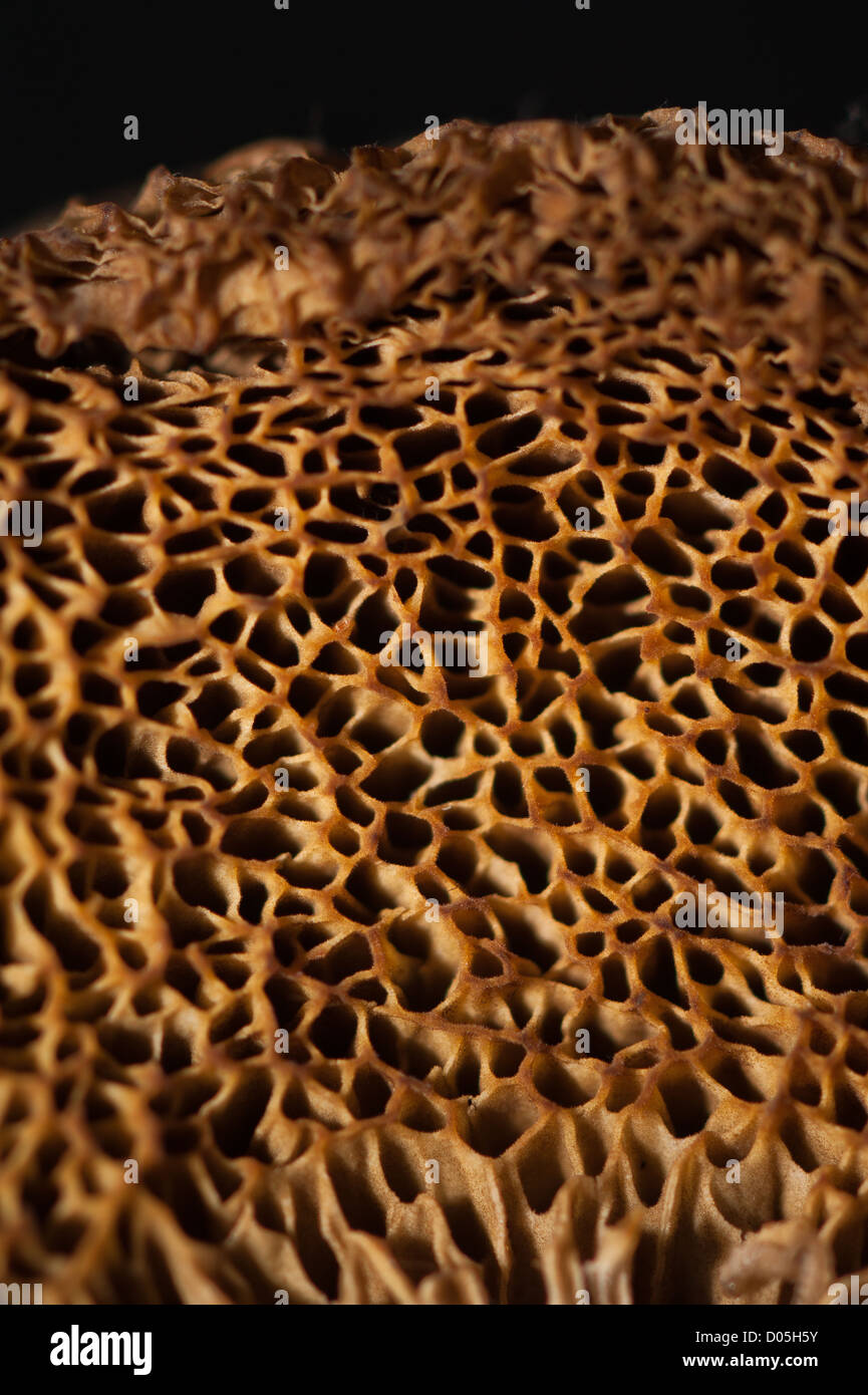 Underneath of Boletus mushroom with its spore structure to the gills ...