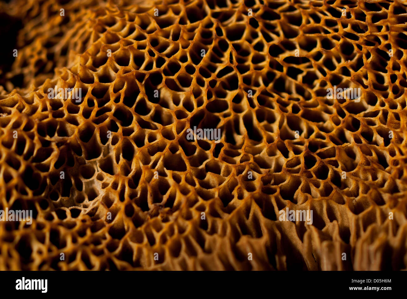 Underneath of Boletus mushroom with its spore structure to the gills ...
