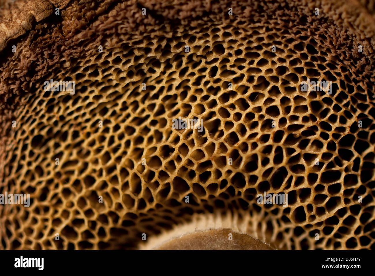 Mycorrhizal fungi roots hi-res stock photography and images - Alamy