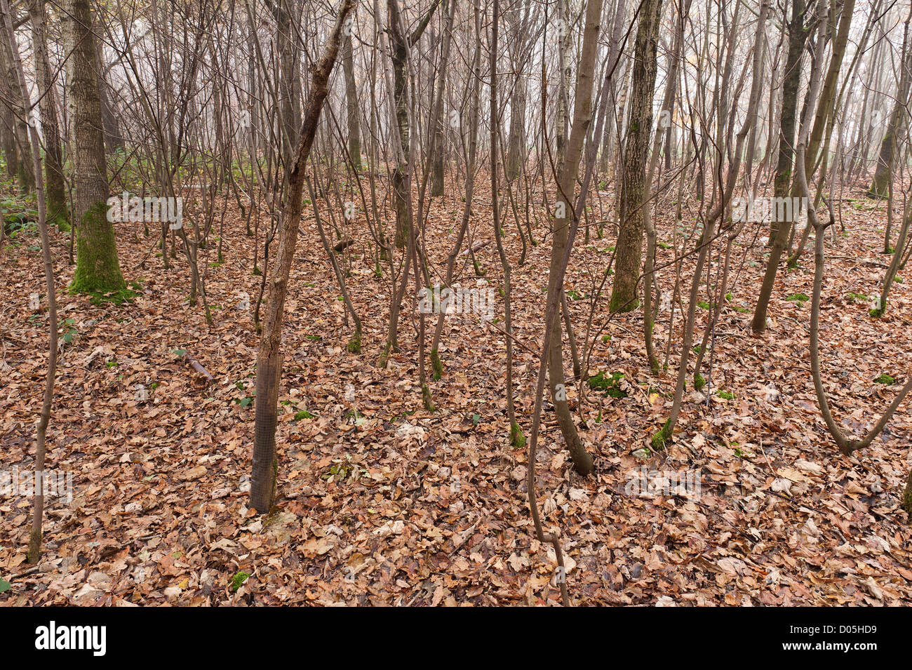 Pollarded hornbeam hi-res stock photography and images - Alamy