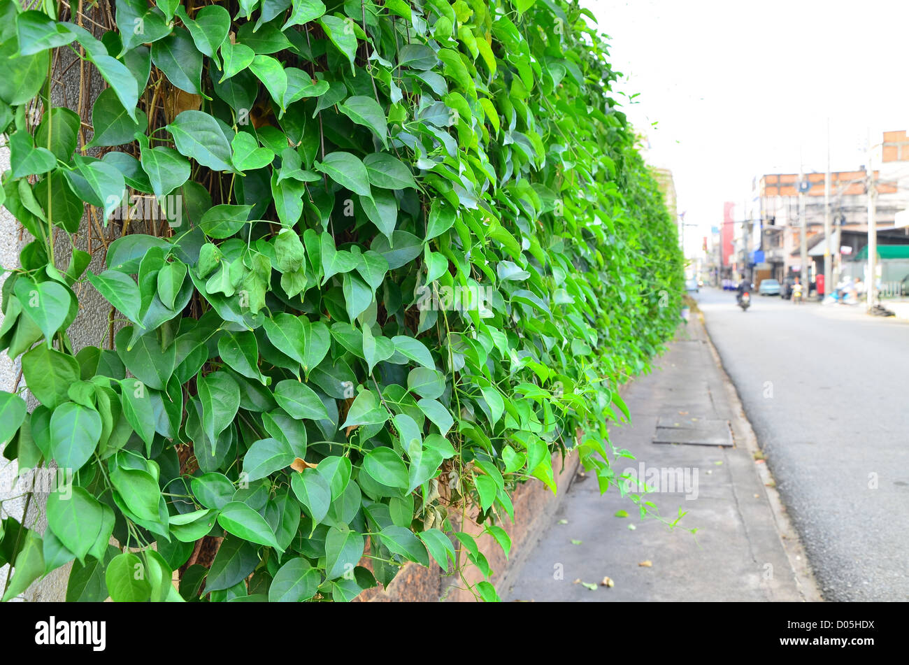 Dense shrubbery hi-res stock photography and images - Alamy