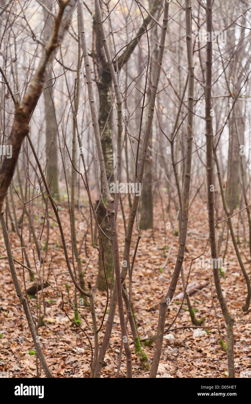 Pollarded hornbeam hi-res stock photography and images - Alamy