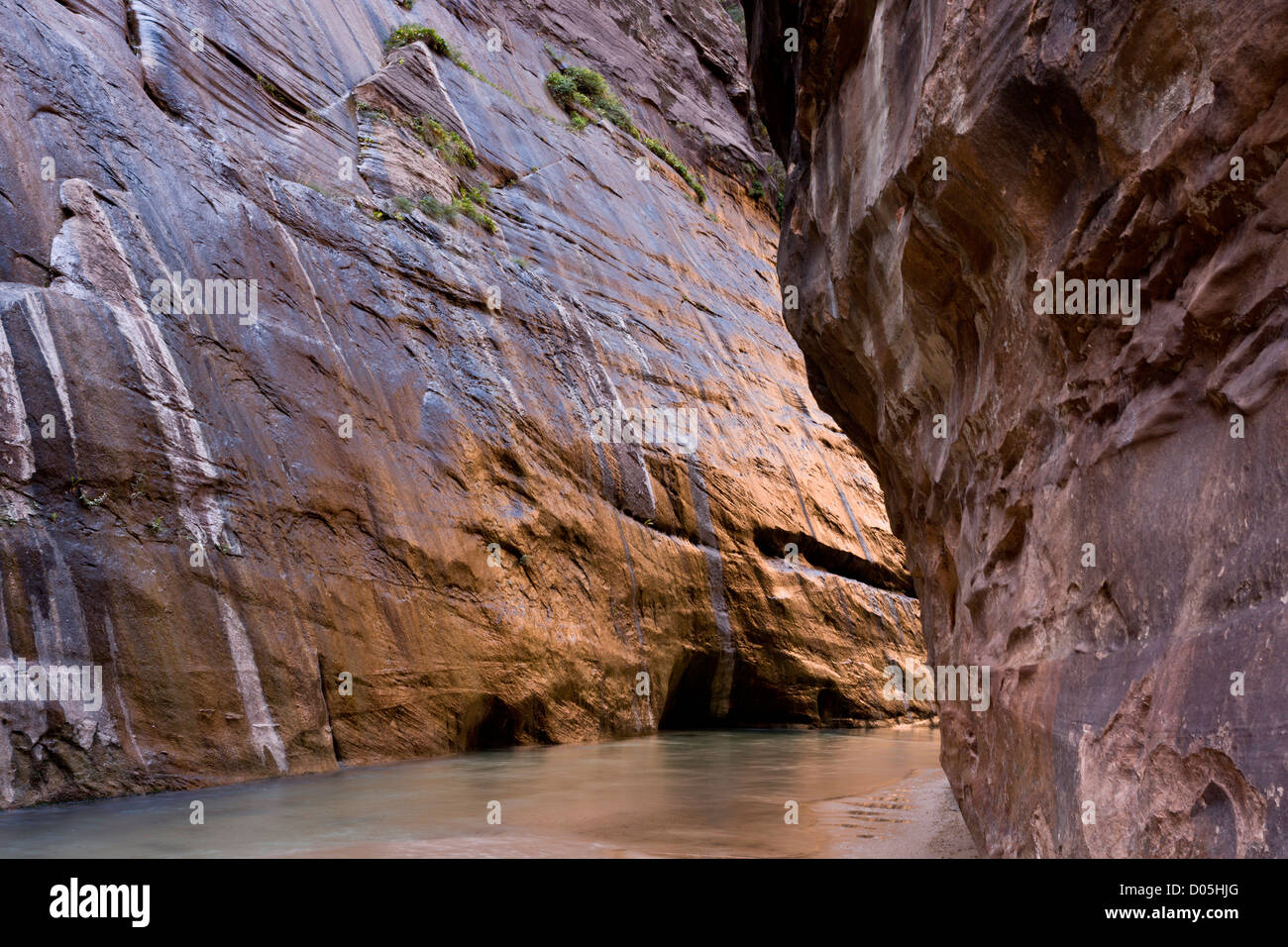 The Narrows, canyon on the North Fork Virgin River, Zion Canyon ...