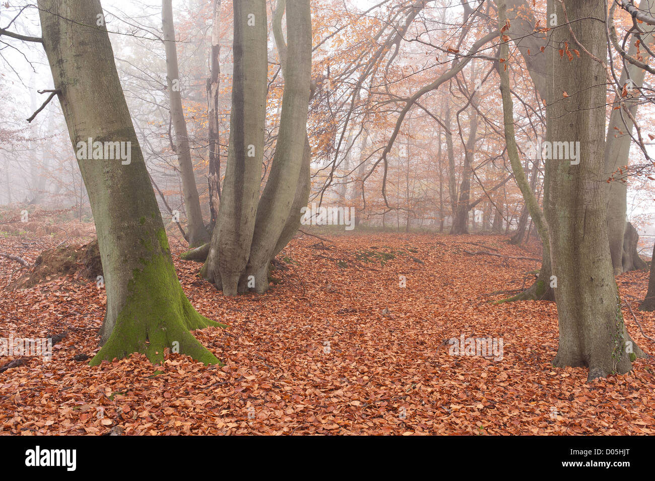 Pollarded hornbeam hi-res stock photography and images - Alamy