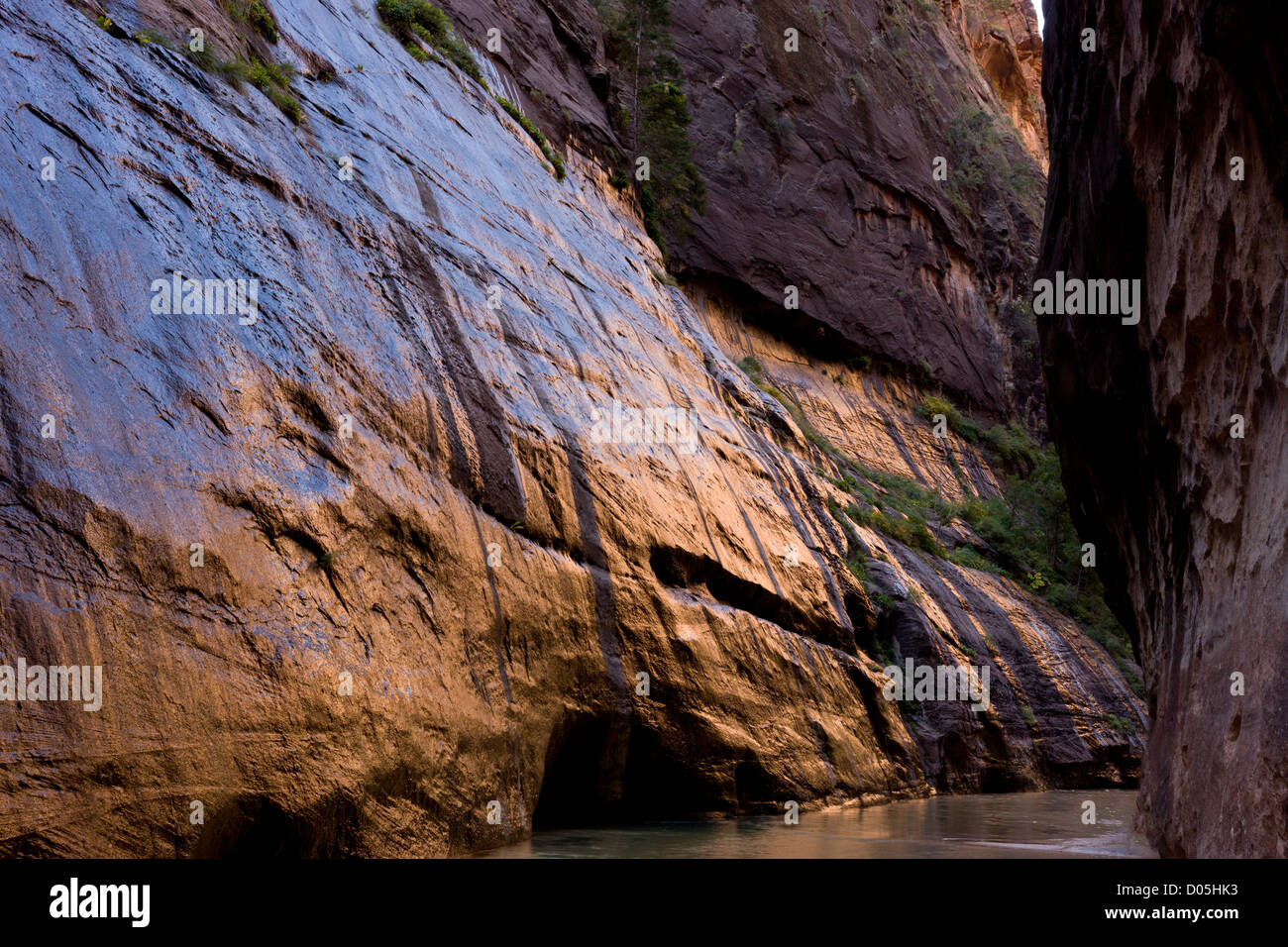 The Narrows, canyon on the North Fork Virgin River, Zion Canyon ...
