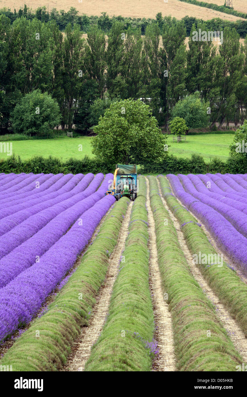 Kent Lavender fields being harvested Stock Photo - Alamy