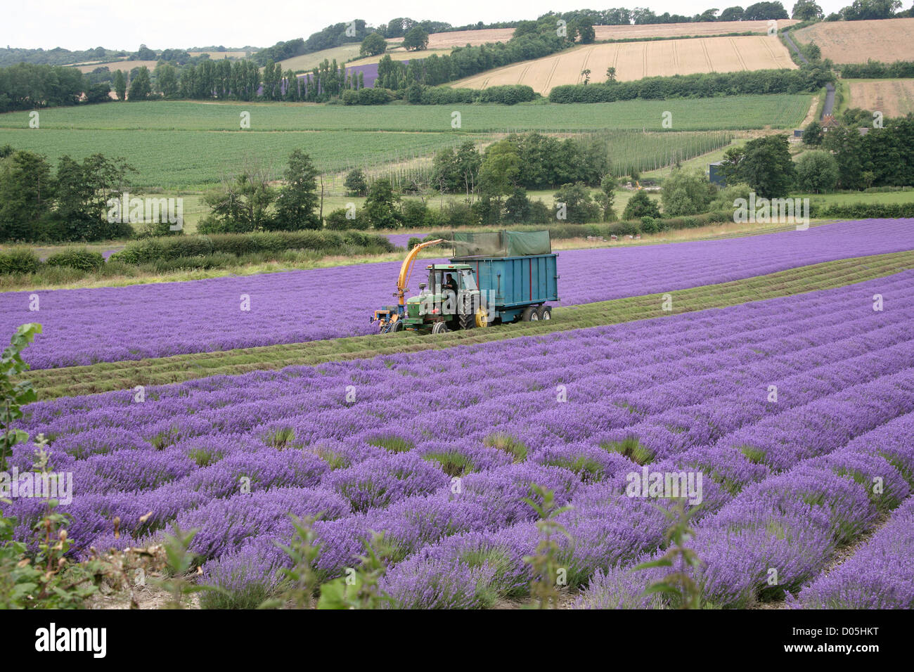 Kent Lavender fields being harvested Stock Photo - Alamy