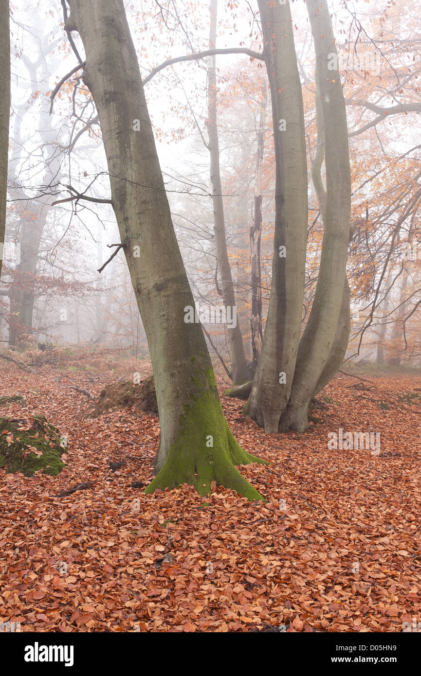 Pollarded hornbeam hi-res stock photography and images - Alamy