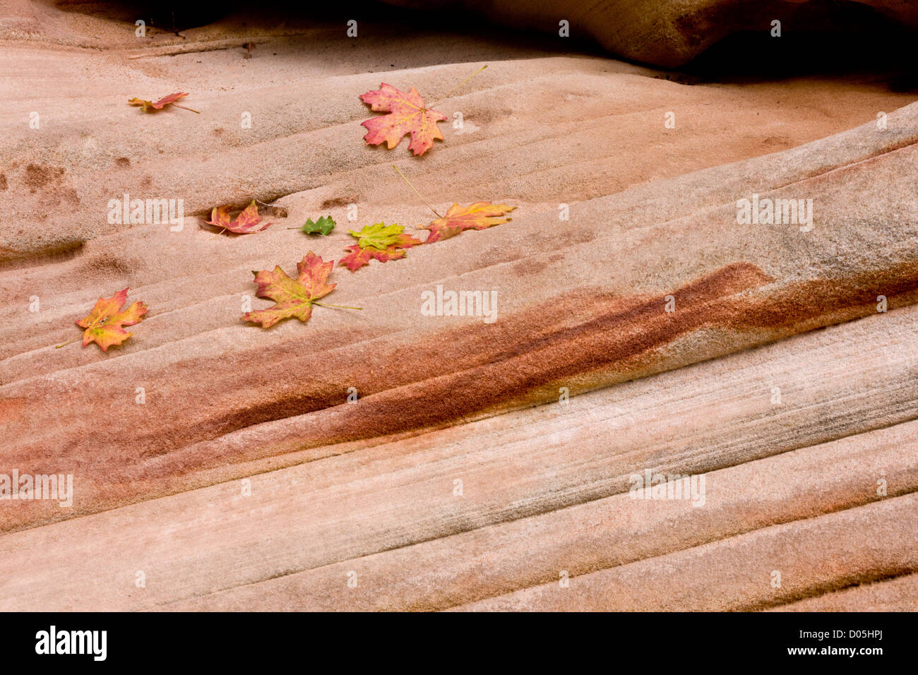 Eroding bedded sandstone, with fallen Canyon maple leaves; Hidden ...