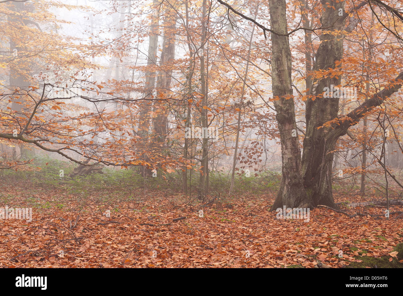 Pollarded hornbeam hi-res stock photography and images - Alamy