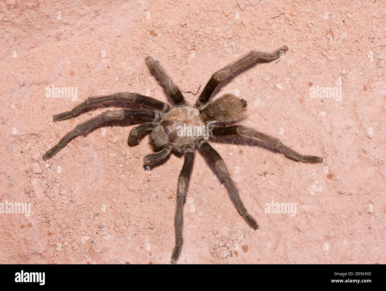 Desert Tarantula Information