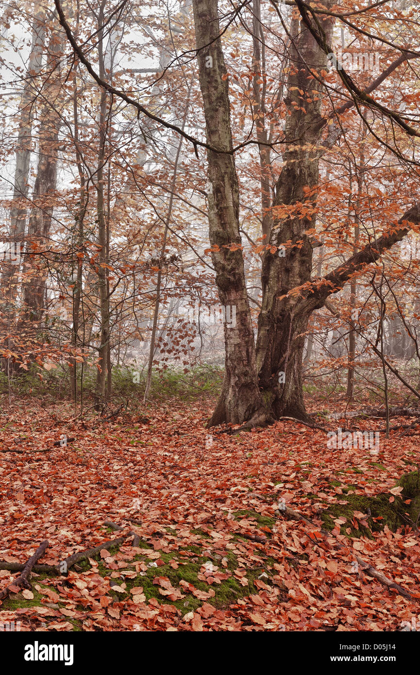 Pollarded Hornbeam High Resolution Stock Photography and Images - Alamy