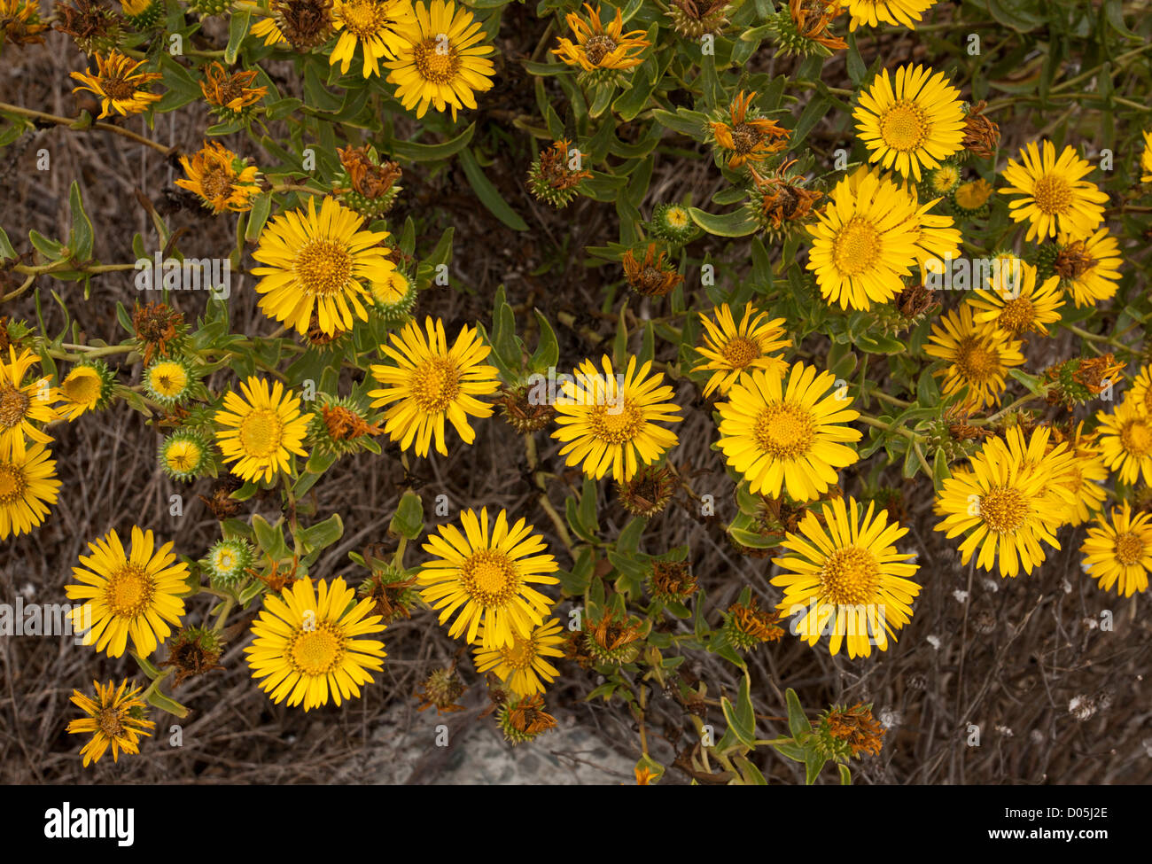 Grindelia angustifolia hi-res stock photography and images - Alamy