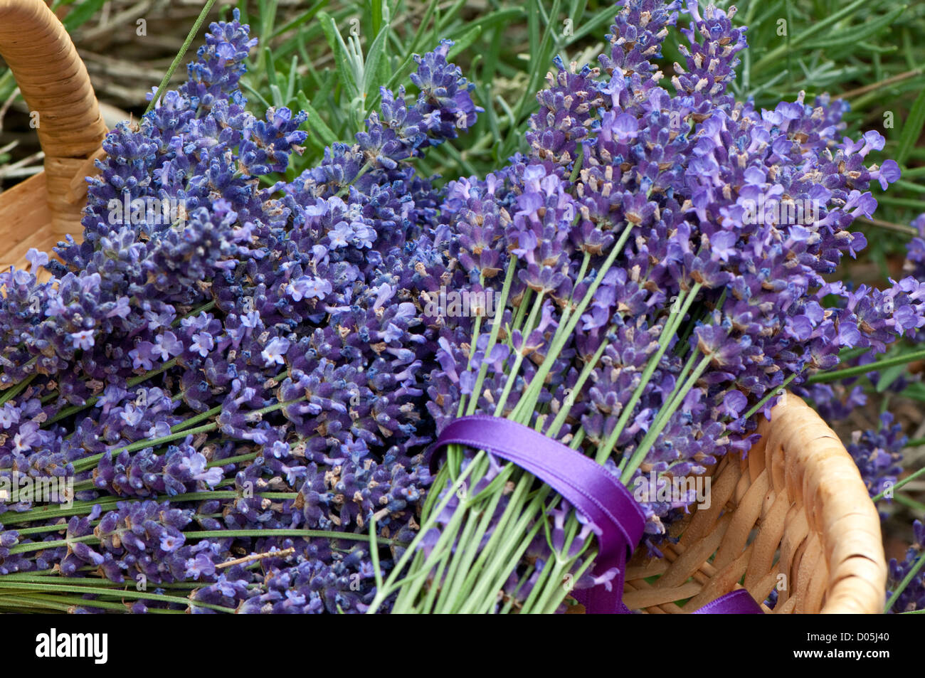 Basket of freshly picked lavender Stock Photo - Alamy
