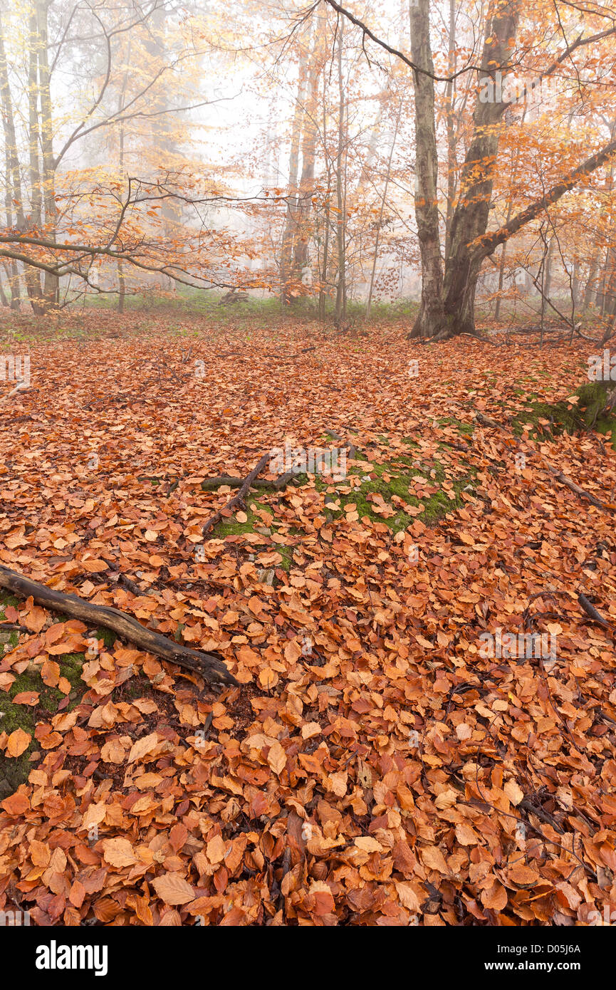 Pollarded Hornbeam High Resolution Stock Photography and Images - Alamy