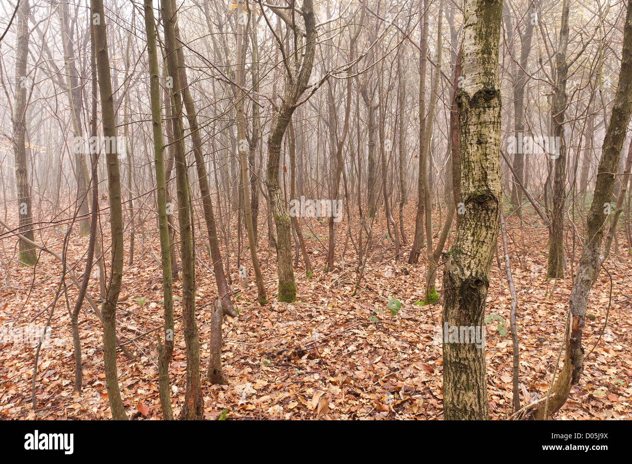 Pollarded hornbeam hi-res stock photography and images - Alamy