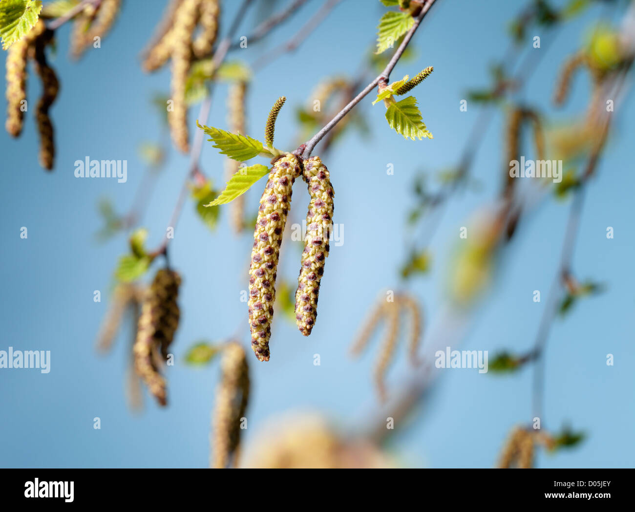 Studio photograph of flowers/catkins of a birch (Betula) tree Stock ...