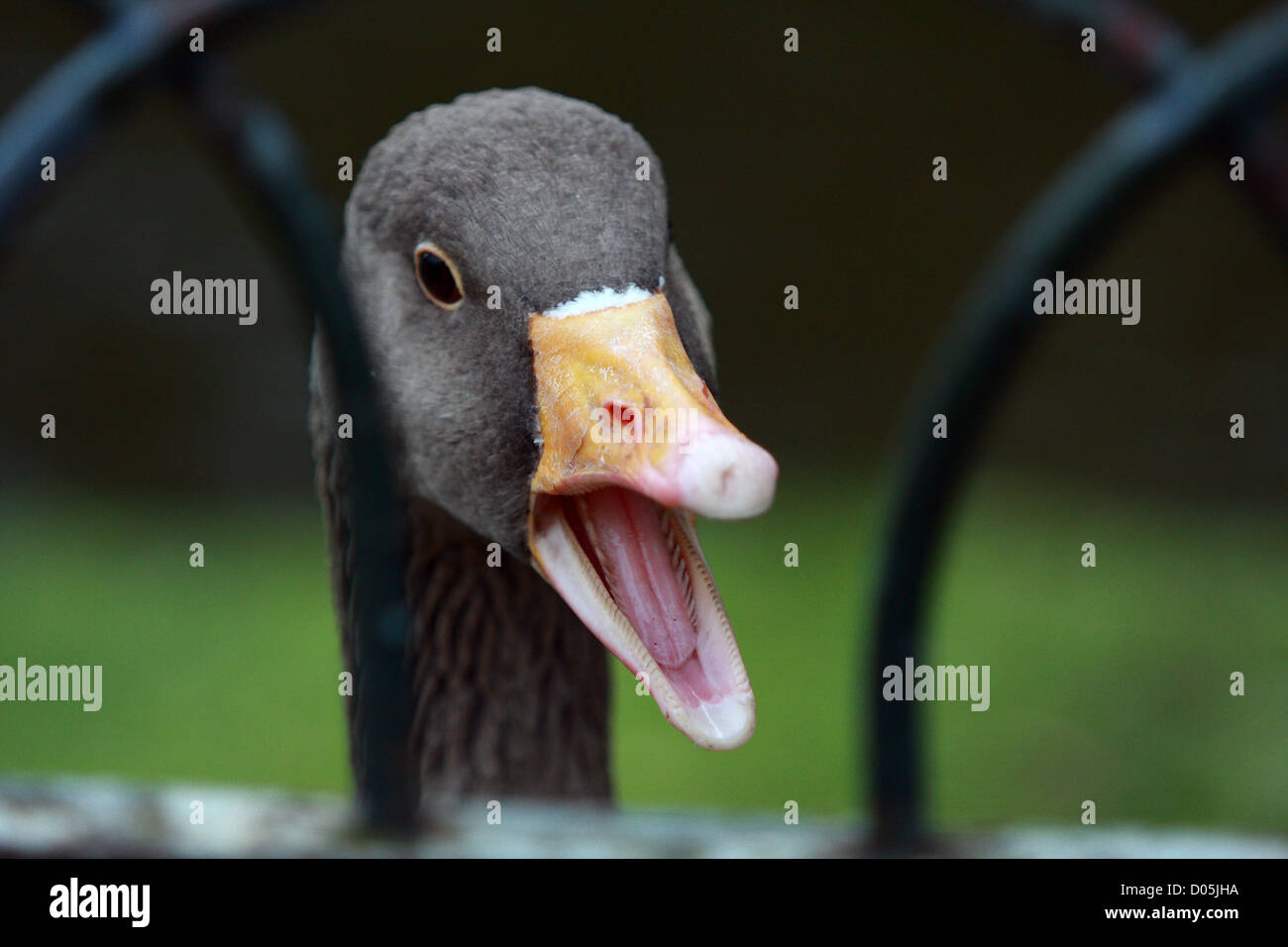 The head of a goose with its beak open, looking through railings Stock ...