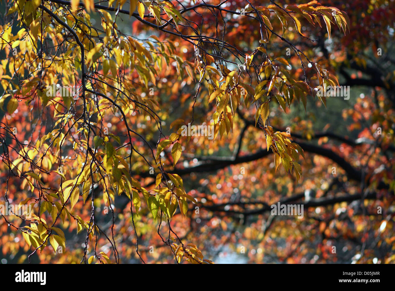 A sunny autumn day with tree leaves and lots of hi-res stock ...