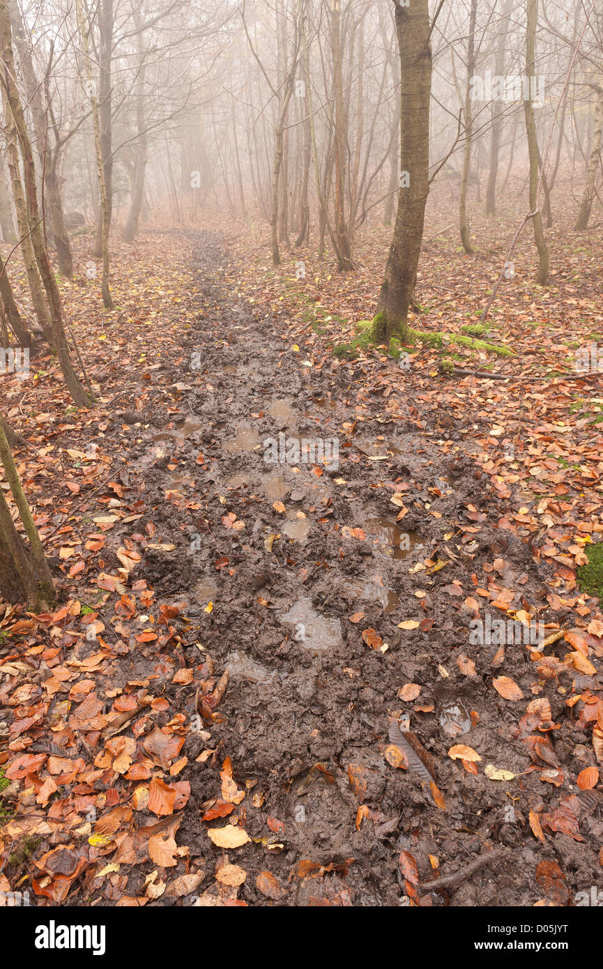 muddy squelchy sloppy trail created by horses through dense beech ...