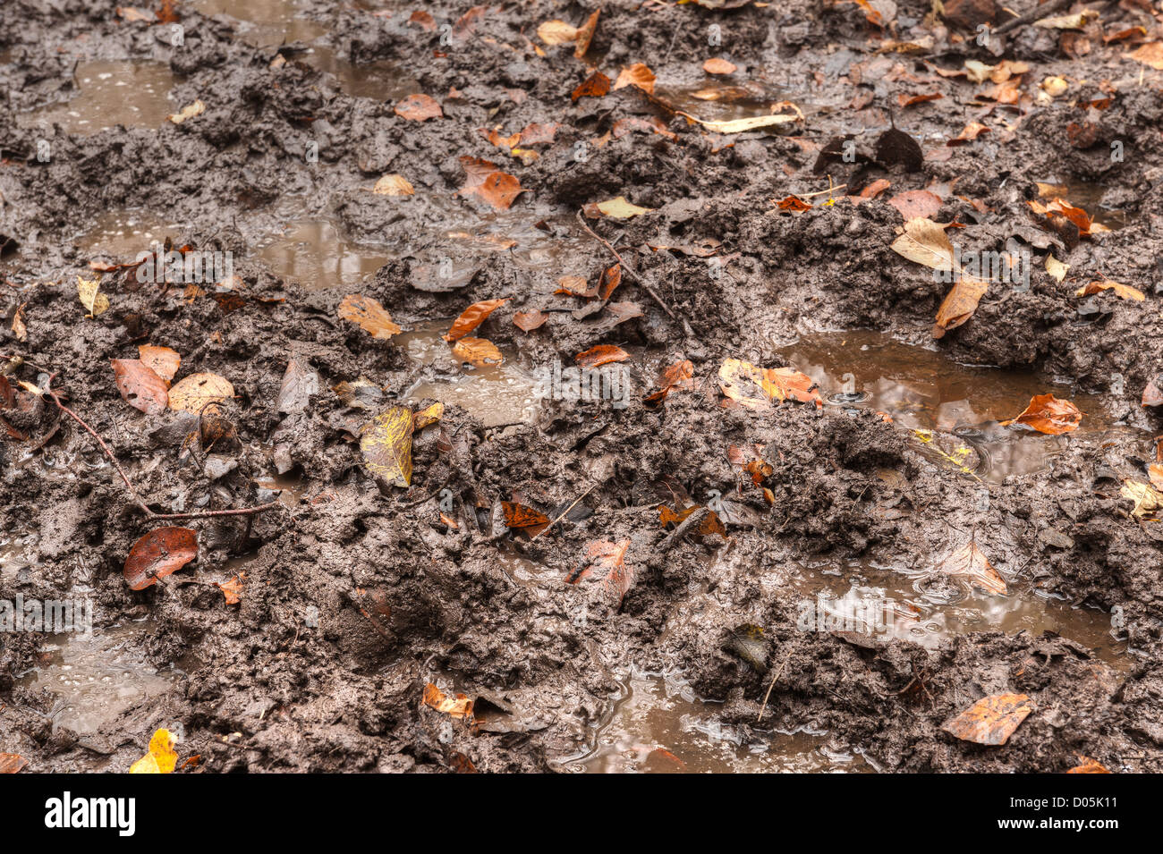 muddy squelchy sloppy trail created by horses through dense beech ...