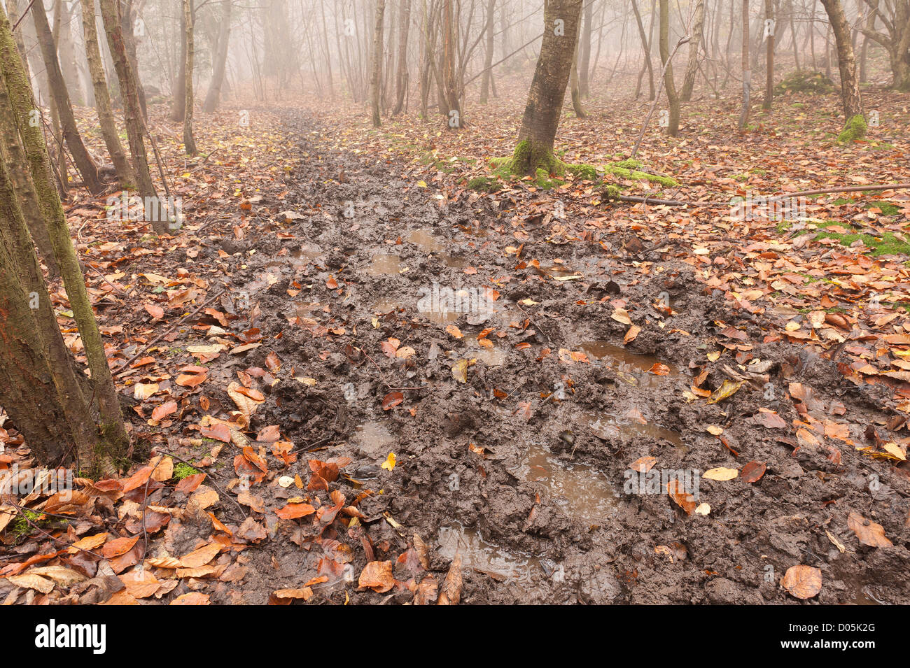 muddy squelchy sloppy trail created by horses through dense beech ...