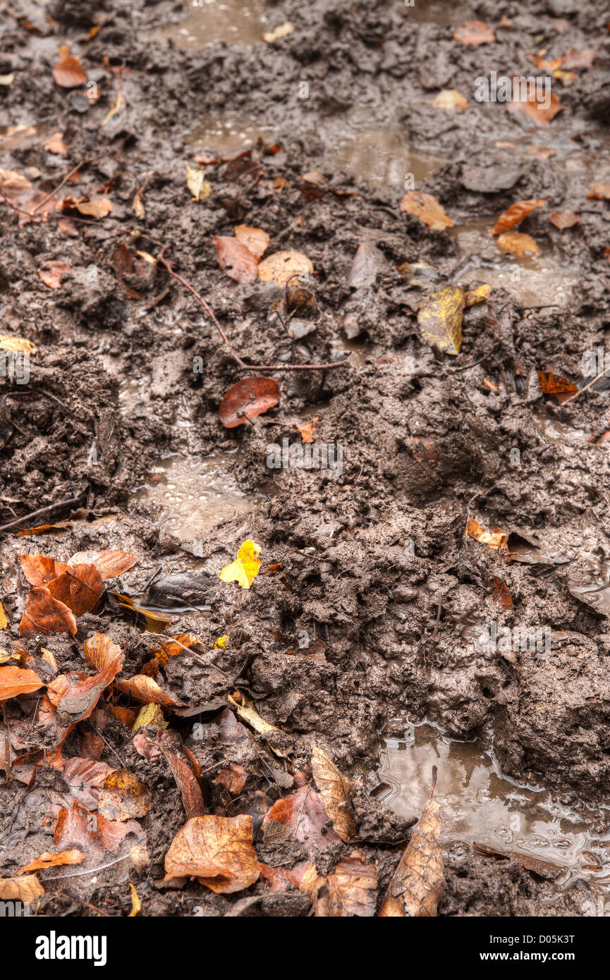 muddy squelchy sloppy trail created by horses through dense beech ...