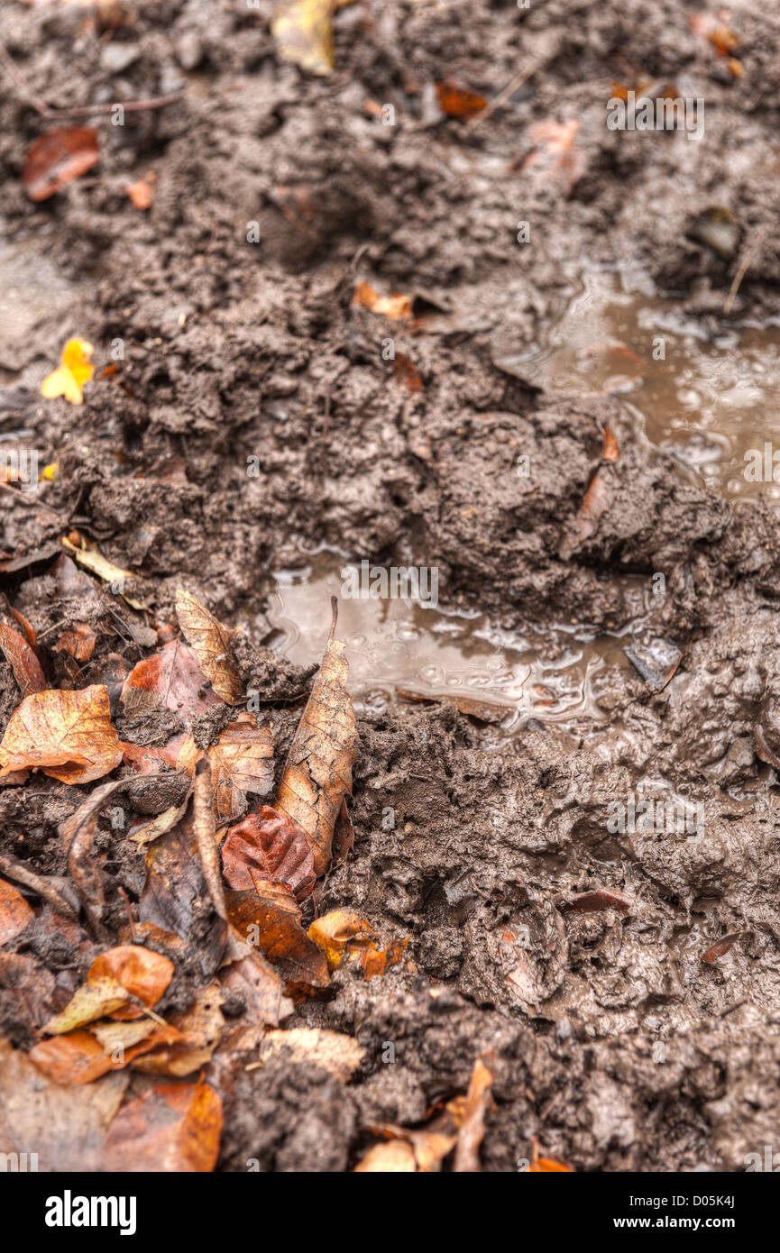 muddy squelchy sloppy trail created by horses through dense beech ...