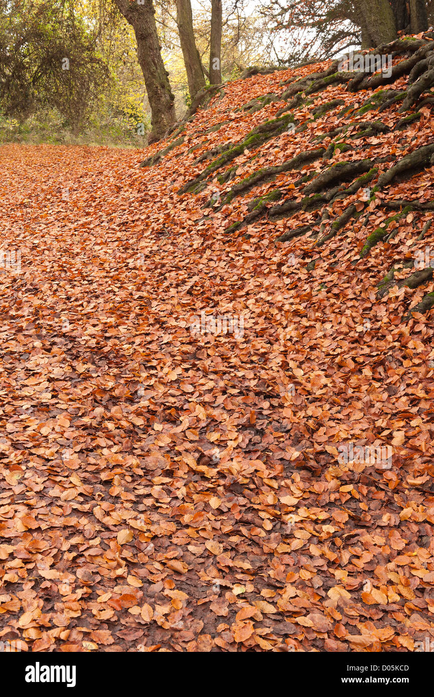 Ground layer of the deciduous forest hi-res stock photography and ...