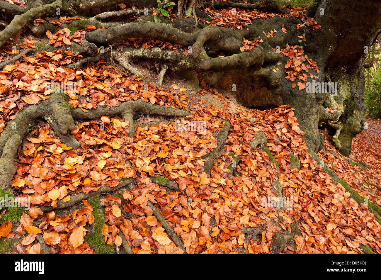 vast expanse of fallen beech leaves on undisturbed ground and entwined ...