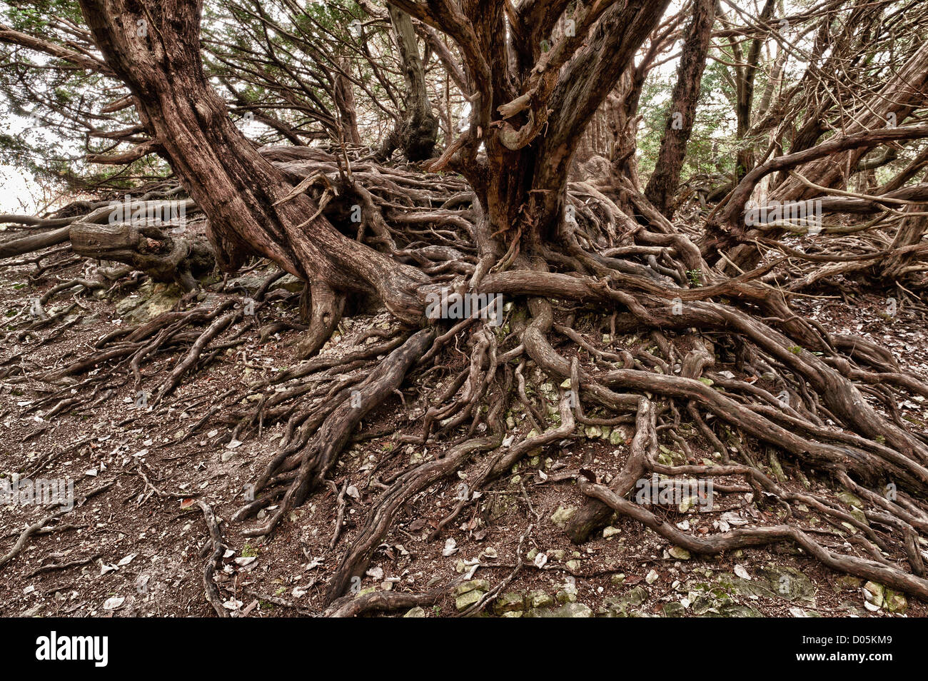 Yew bole hi-res stock photography and images - Alamy