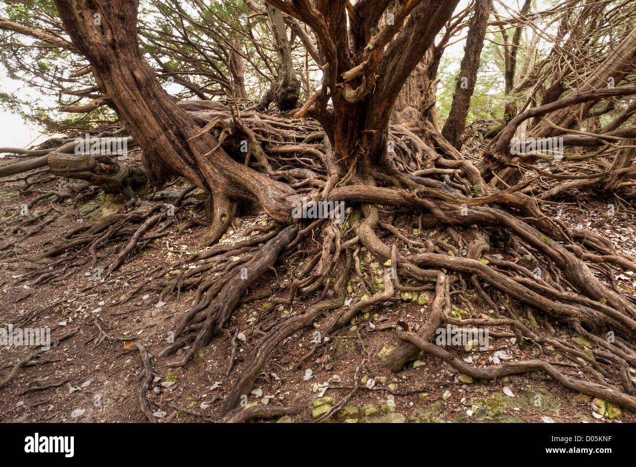 Large clump of roots hi-res stock photography and images - Alamy
