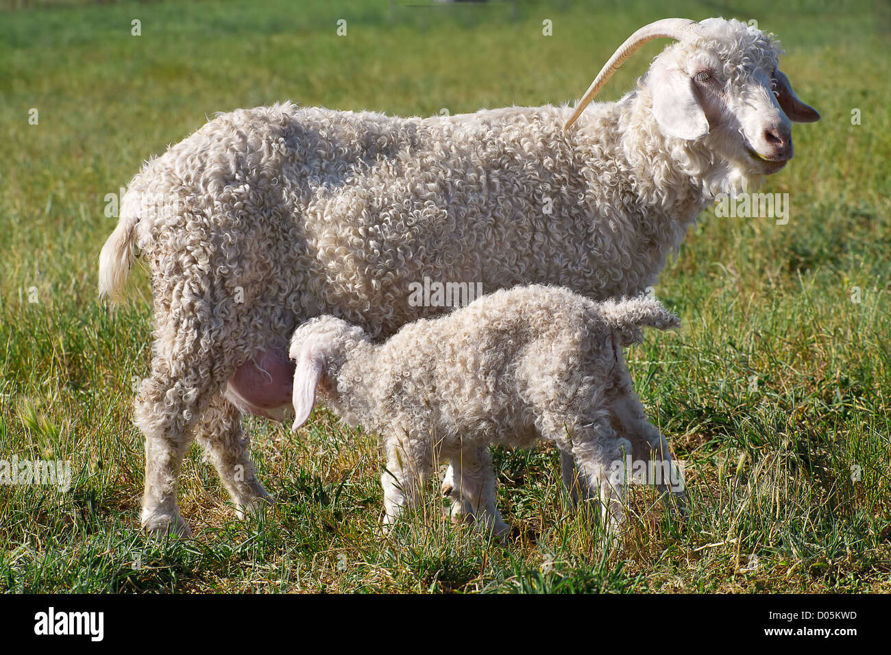 Angora goat hi-res stock photography and images - Alamy
