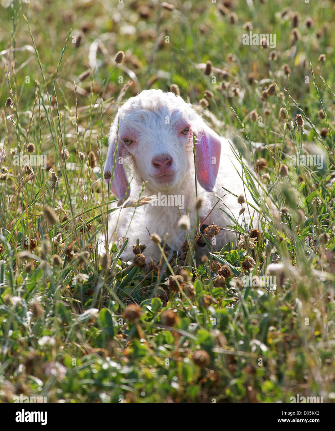 Angora Goat Kids