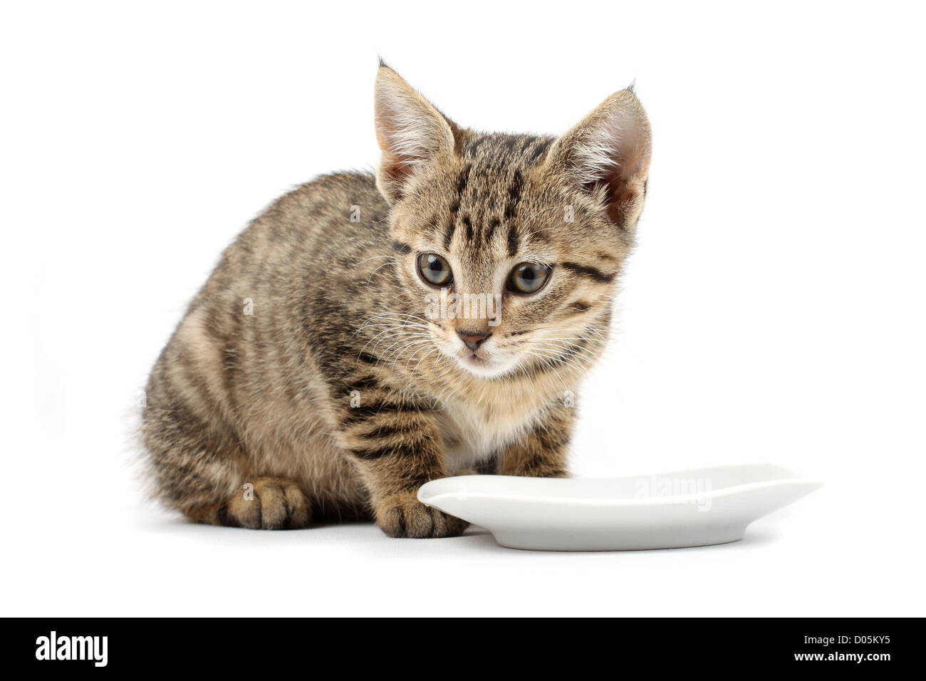 Young cat eating, cat with food cup, white background Stock Photo - Alamy