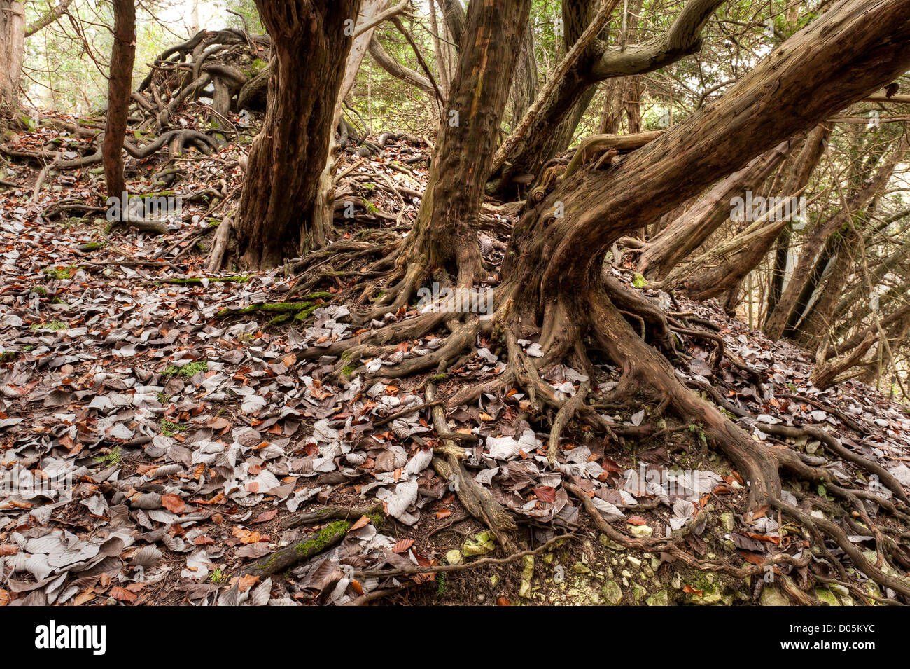 Yew Tree Roots Exposed Soil High Resolution Stock Photography and ...