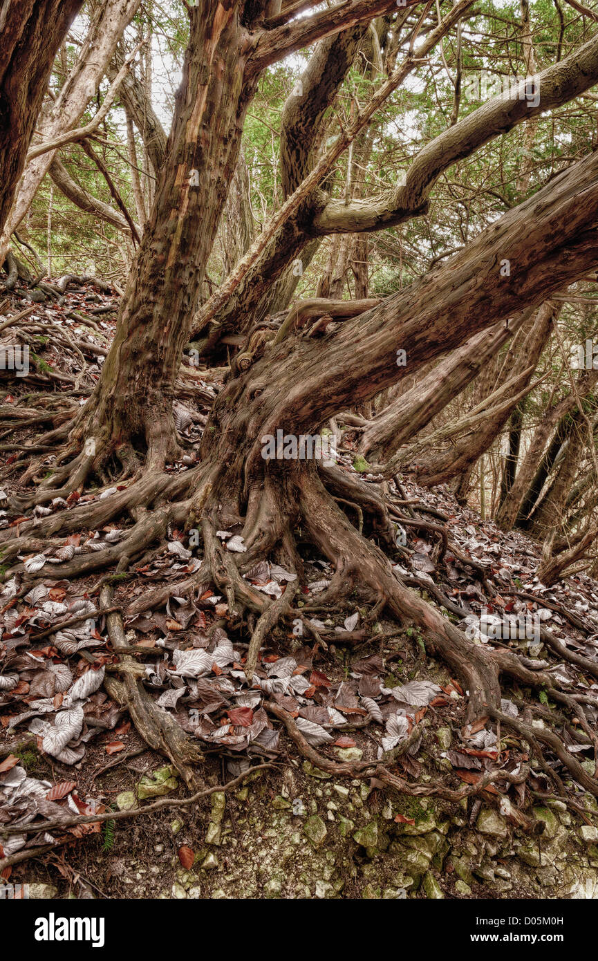 Large clump of roots hi-res stock photography and images - Alamy
