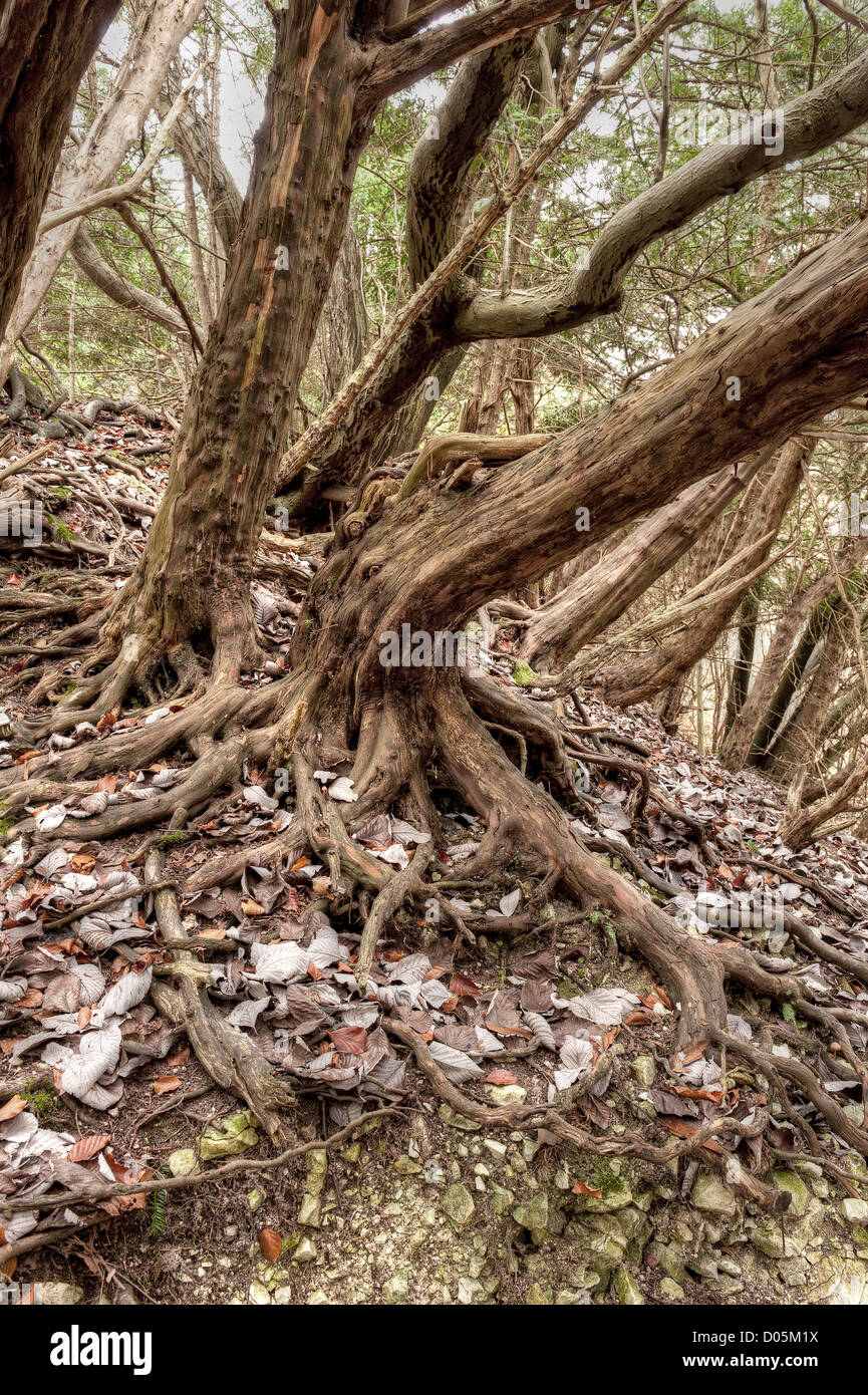 Large clump of roots hi-res stock photography and images - Alamy