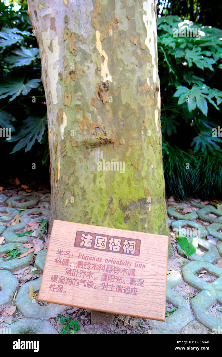 Shanghai China,Asia,Chinese,Oriental,Huangpu District,Nanjing Road ...