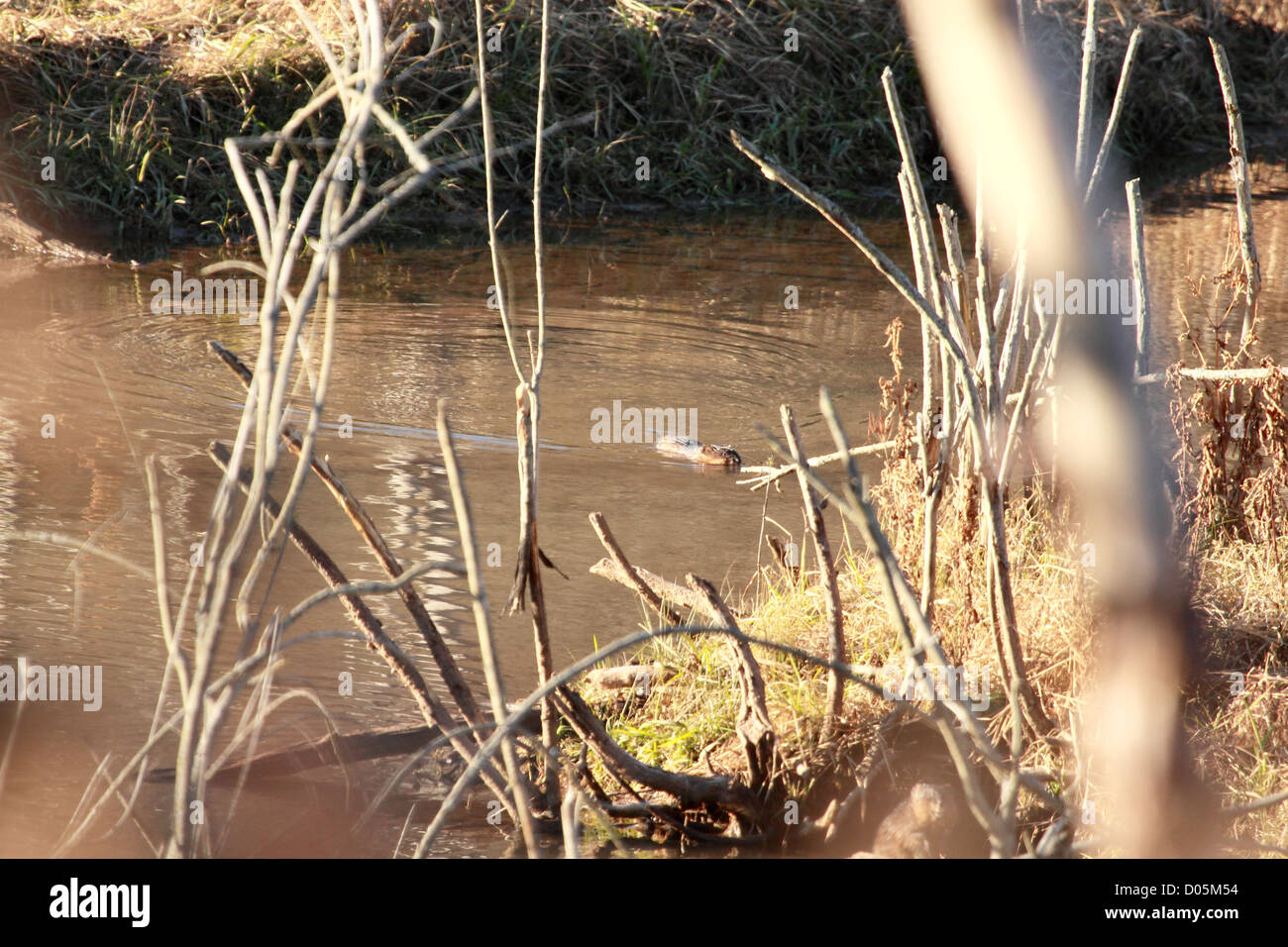 A muskrat swims in a marsh Stock Photo - Alamy