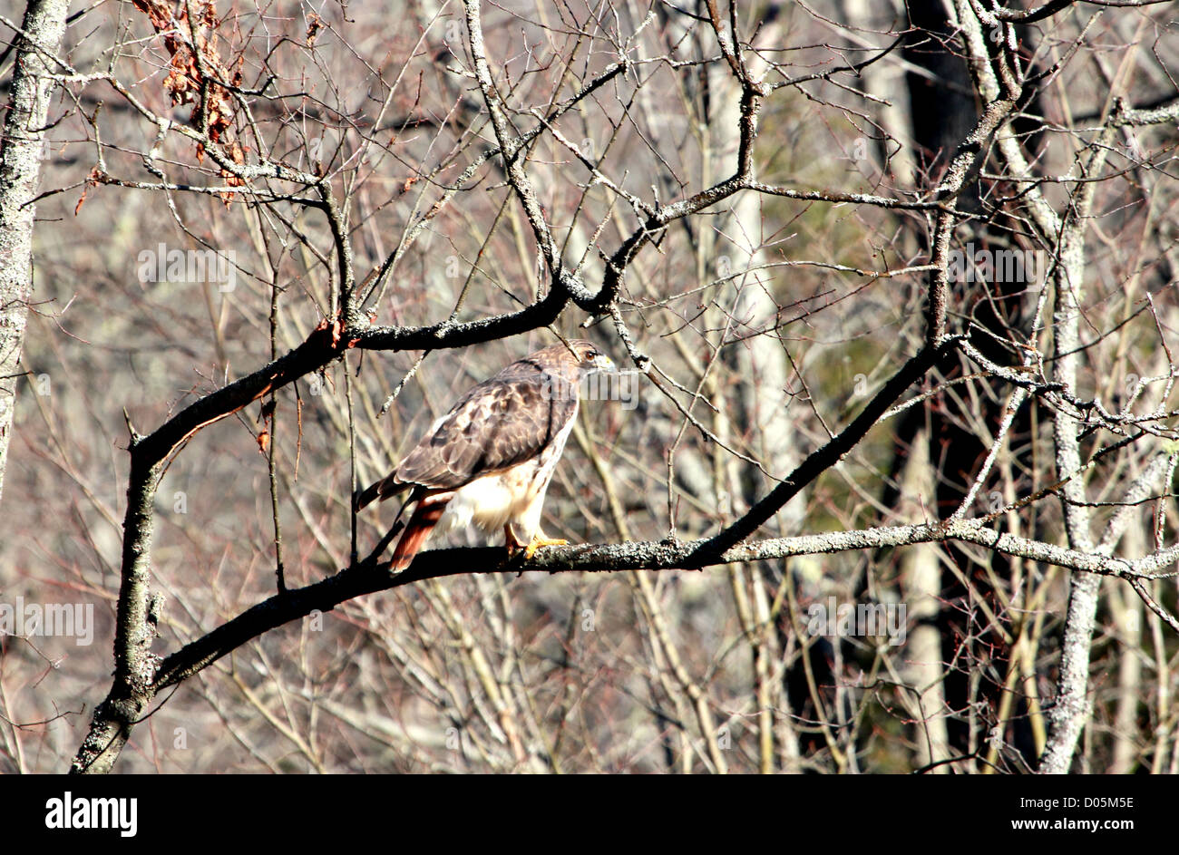 Chicken hawk hi-res stock photography and images - Alamy