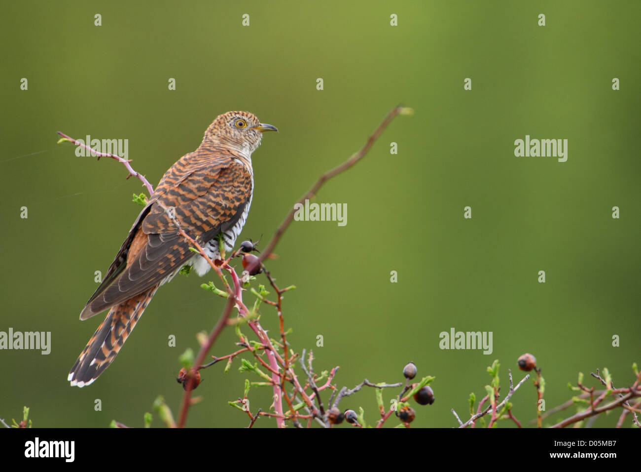 Common Cuckoo