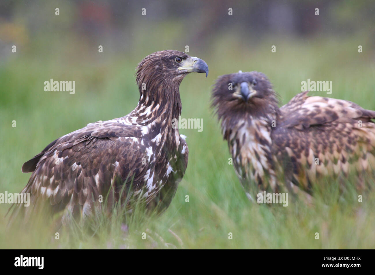 Young eagles hi-res stock photography and images - Alamy