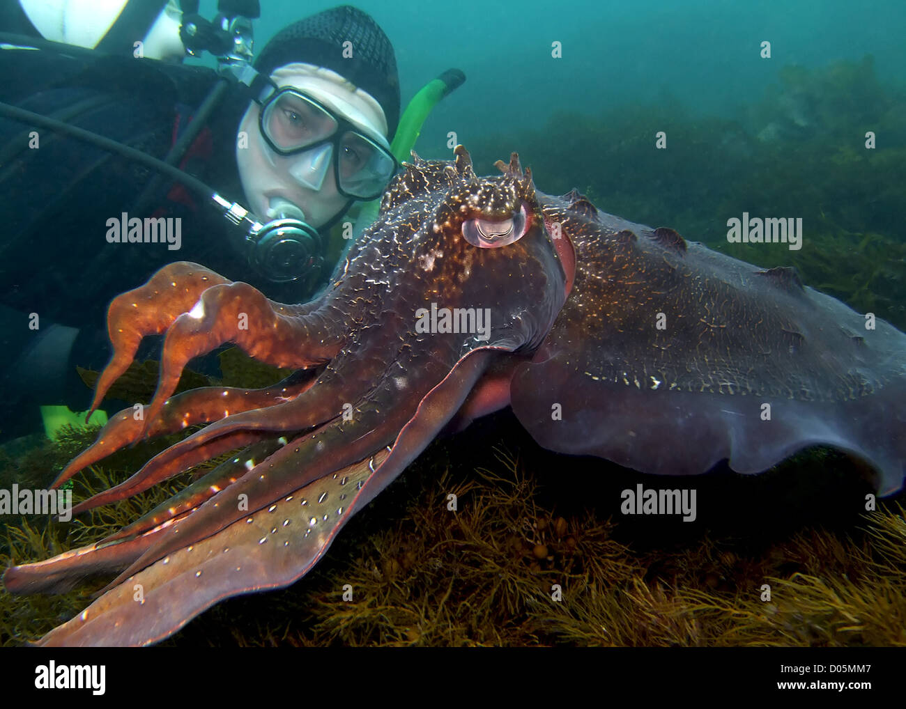Australian giant cuttlefish hi-res stock photography and images - Alamy