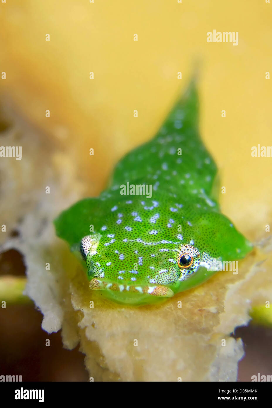 Clingfish hi-res stock photography and images - Alamy